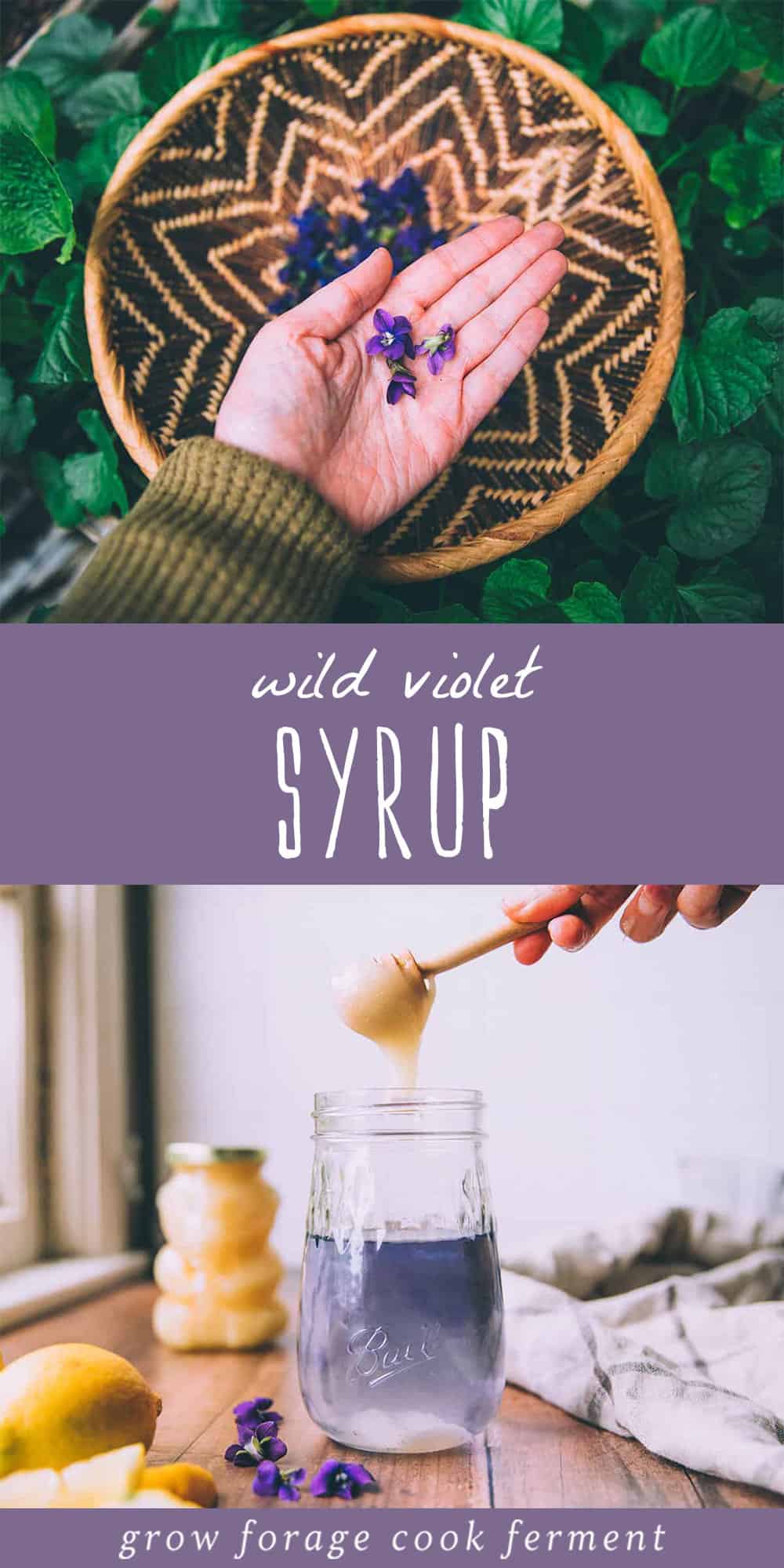 Wild Violet Syrup: Spring Foraging Recipe