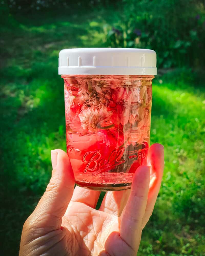 Chive Blossom Vinegar
