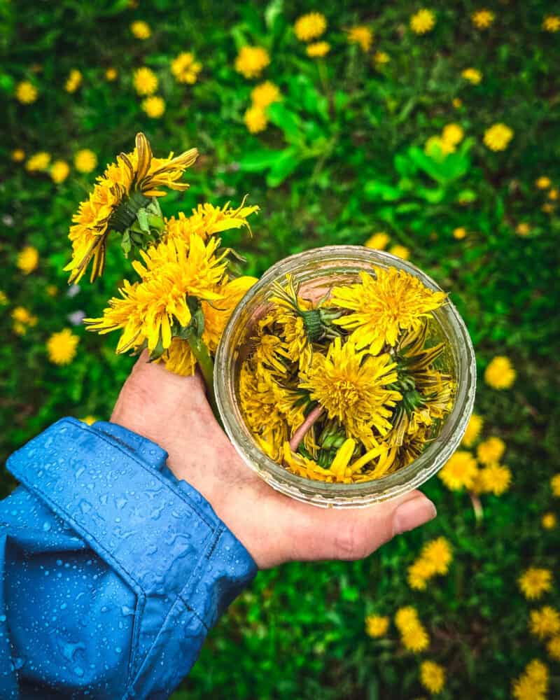 How to Make Dandelion Tea