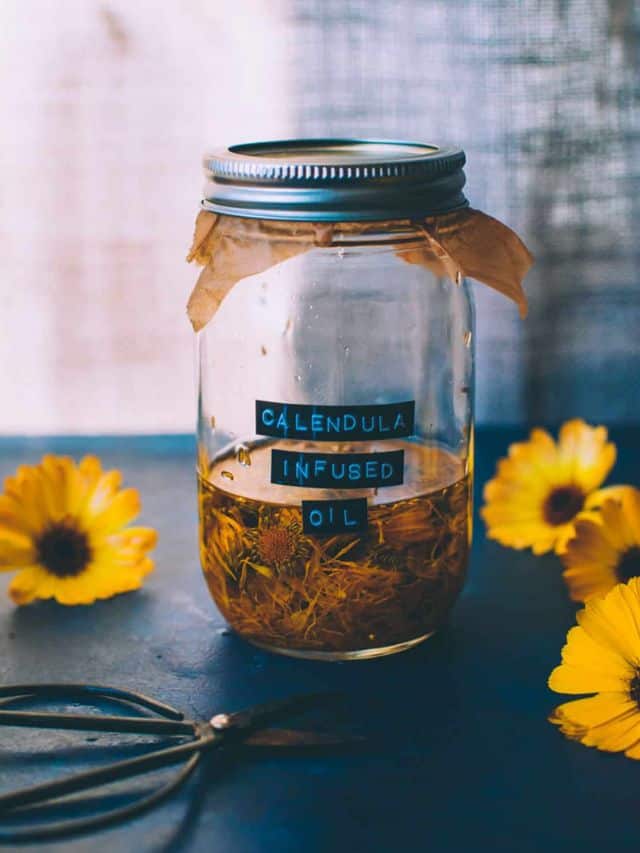 Making Calendula Oil & Benefits - Grow Forage Cook Ferment