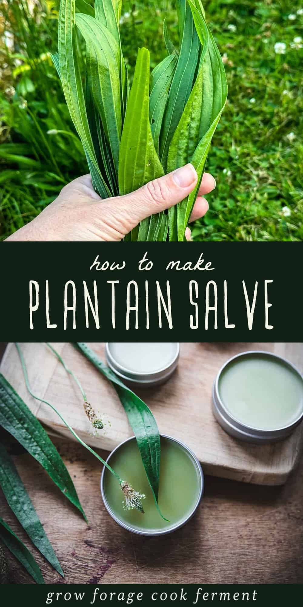 Plantain Salve for Itchy Bug Bites and Rashes