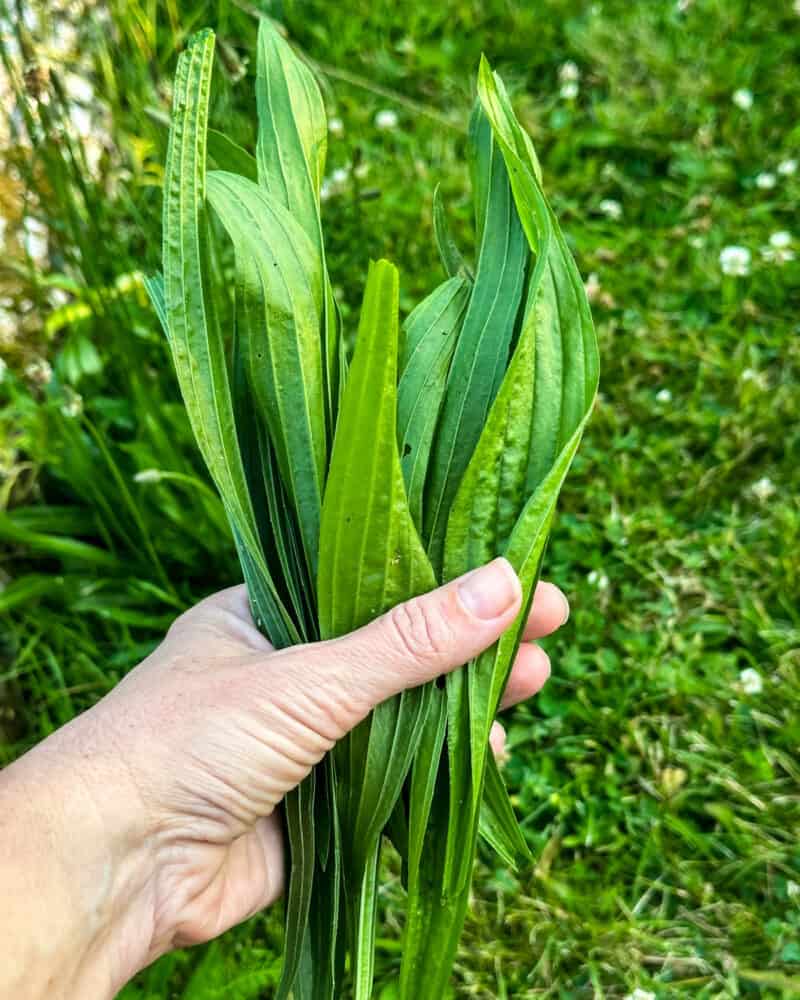 Plantain Salve for Itchy Bug Bites and Rashes