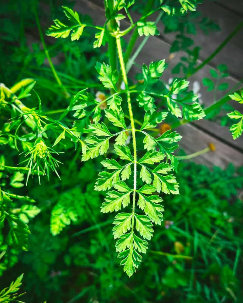 Foraging Queen Anne's Lace: Identification, Look-alikes, and Uses