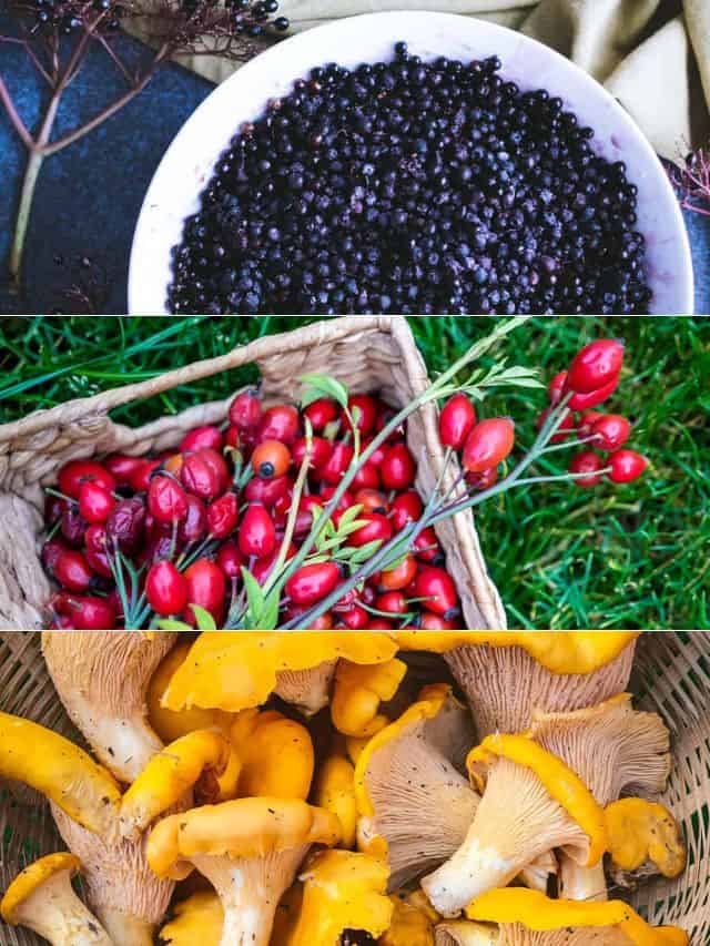 Fall Foraging Guide: List of Edible Plants With Pictures - Grow Forage ...