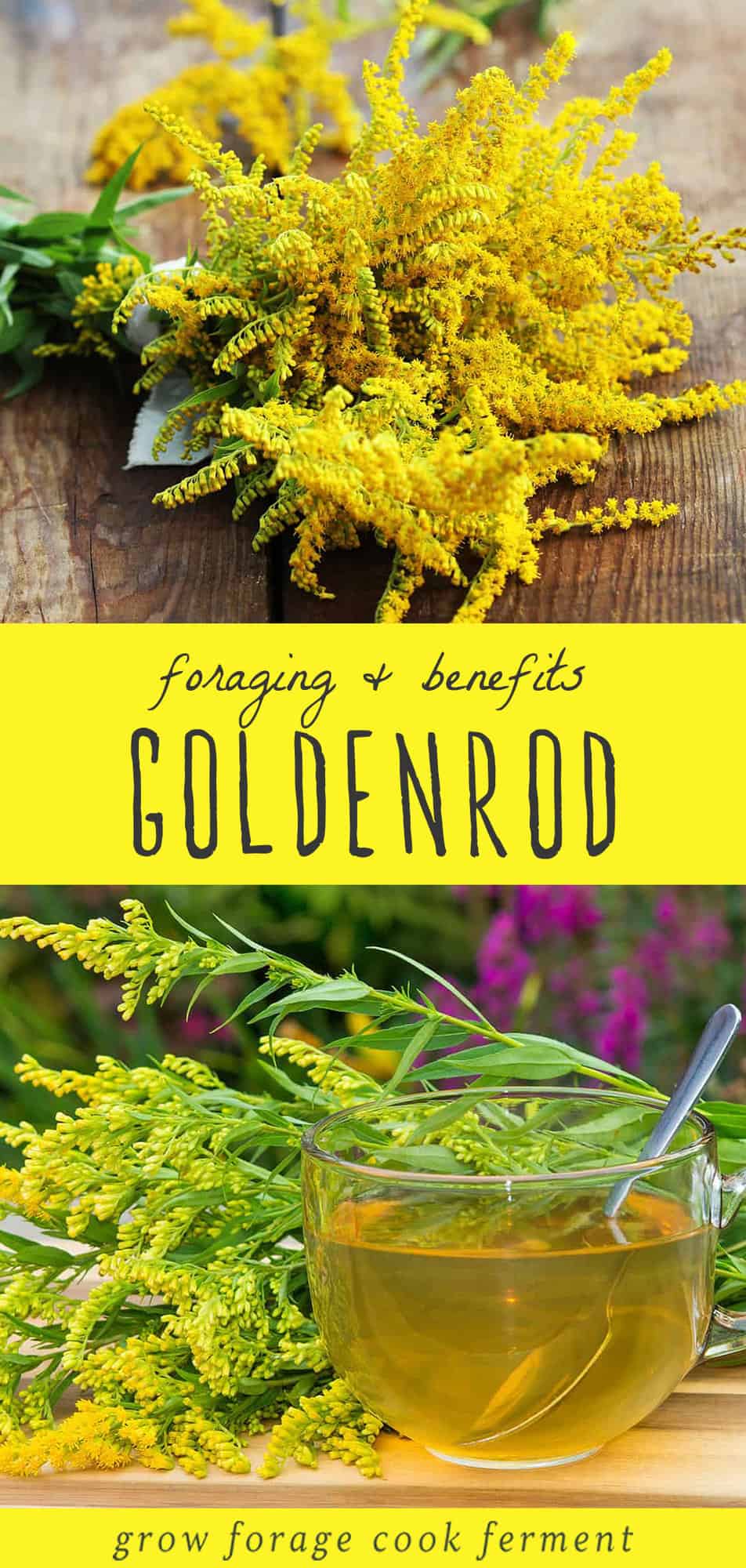 Foraging Goldenrod (Solidago): Identification and Uses