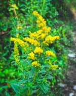 Foraging Goldenrod (Solidago): Identification and Uses