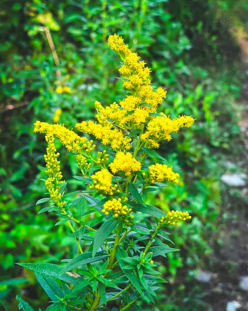 Foraging Goldenrod (Solidago): Identification and Uses