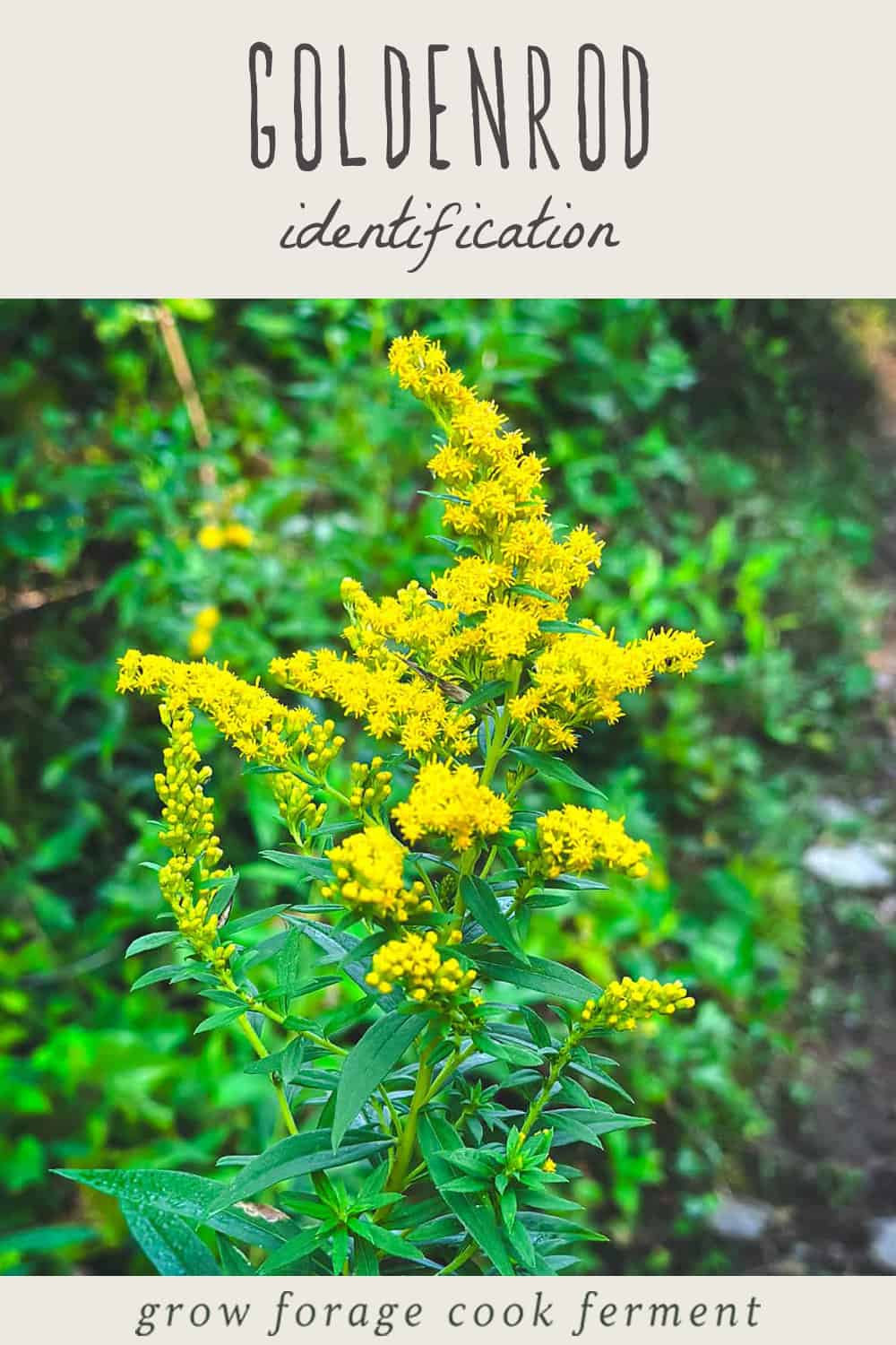 Foraging Goldenrod (Solidago): Identification and Uses