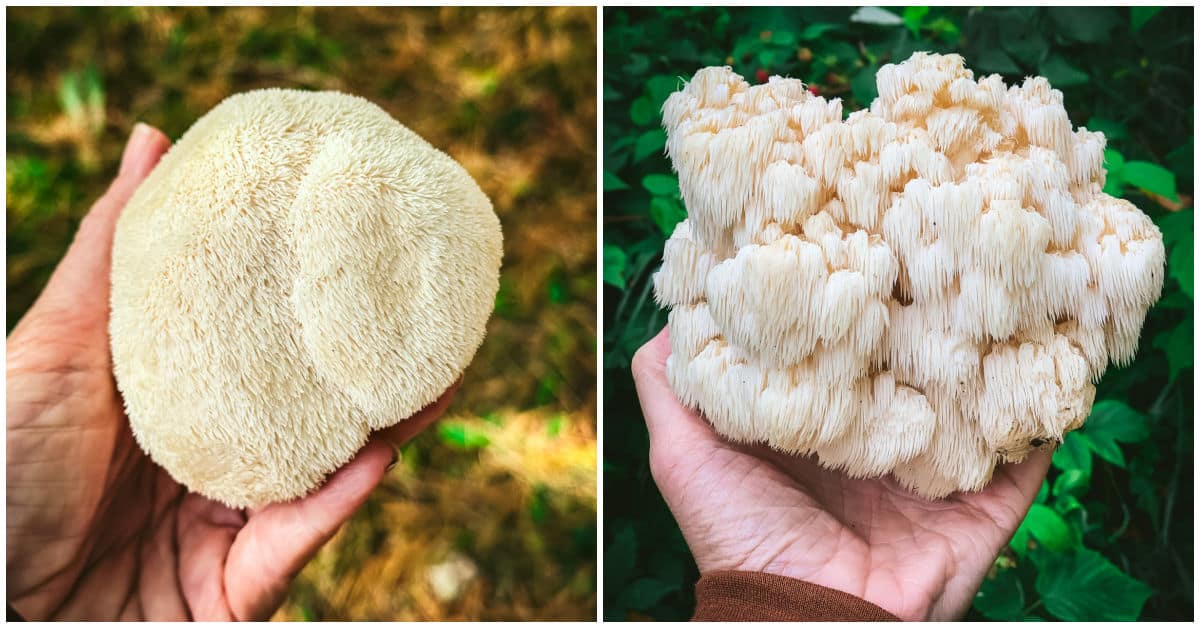 Lions Mane Look Alikes SUPERFOODS AUSTRALIA | A Beautiful Lion's Mane