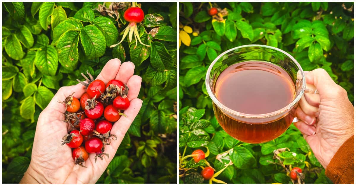 Rose Hip Tea with Fresh or Dried Rose Hips