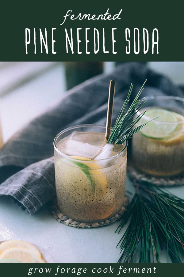 Pine Needle Soda: Foraged & Fermented