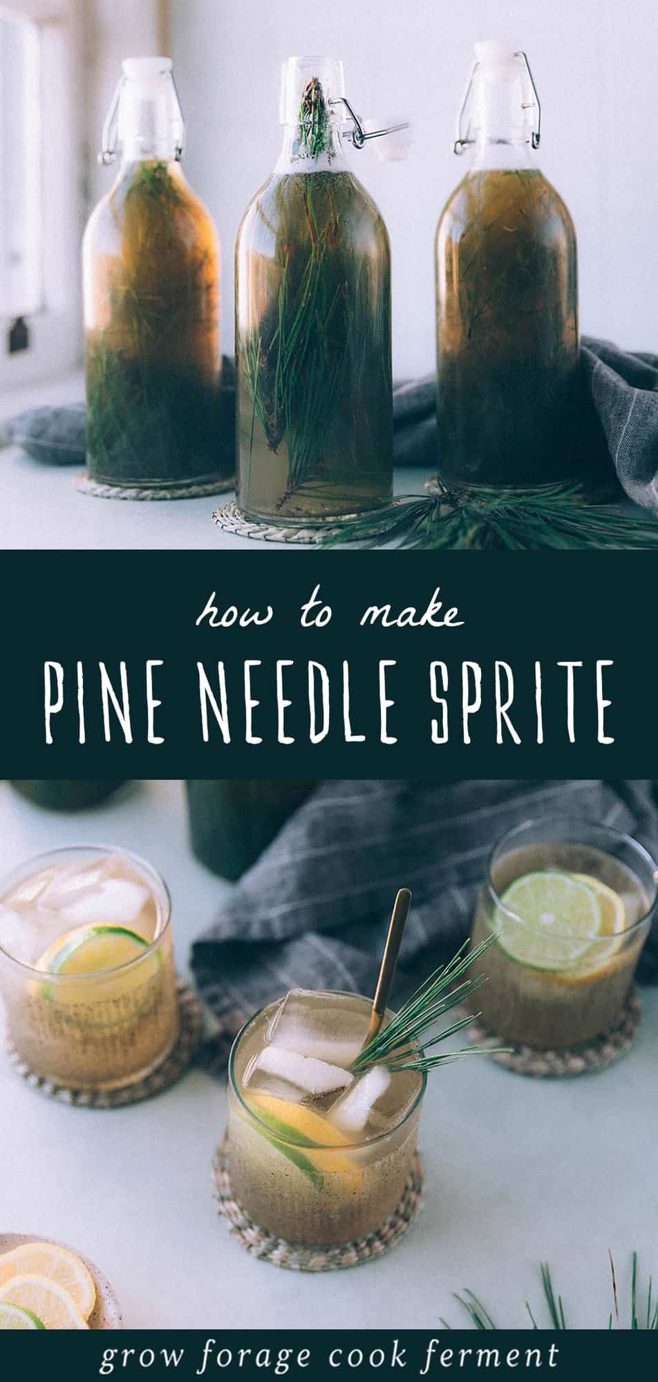 Pine Needle Soda: Foraged & Fermented