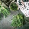 Pine Needle Soda: Foraged & Fermented