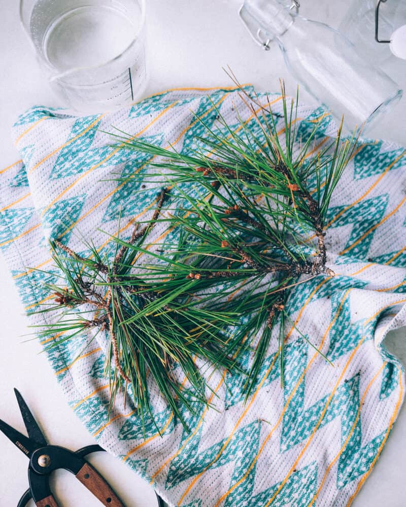 Pine Needle Soda: Foraged & Fermented