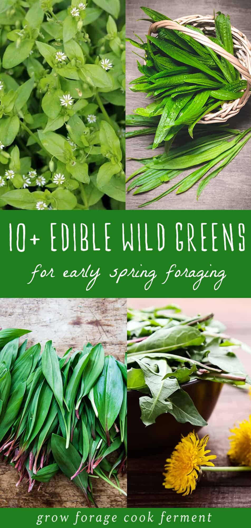 13 Early Spring Edible Wild Greens