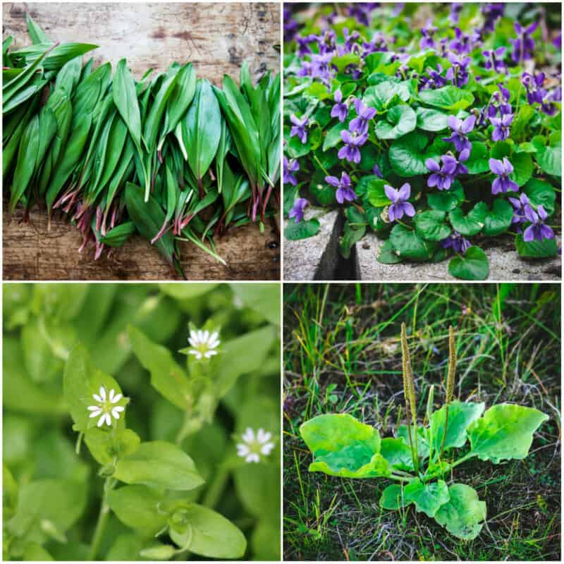 13 Early Spring Edible Wild Greens