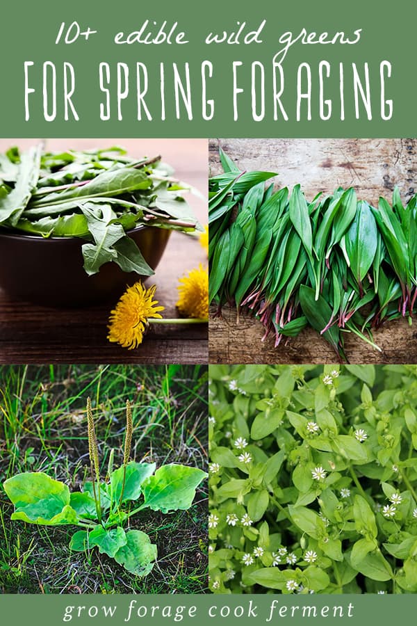 13 Early Spring Edible Wild Greens