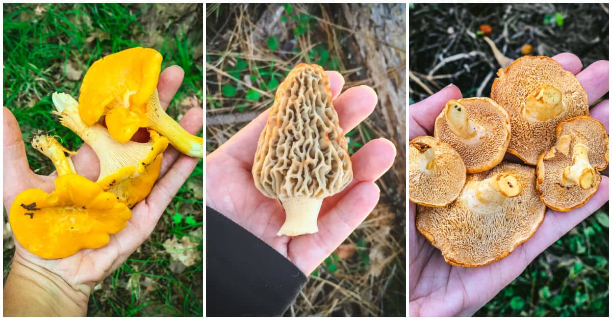 8 Easy to Identify Edible Mushrooms