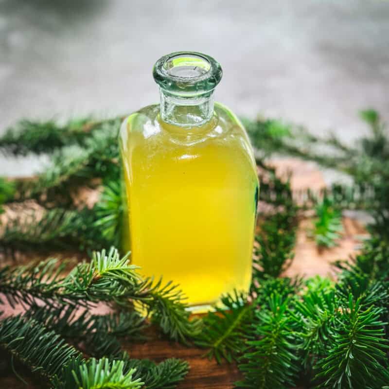 Conifer Tip Syrup: Made with Spruce, Fir, Pine, or Hemlock