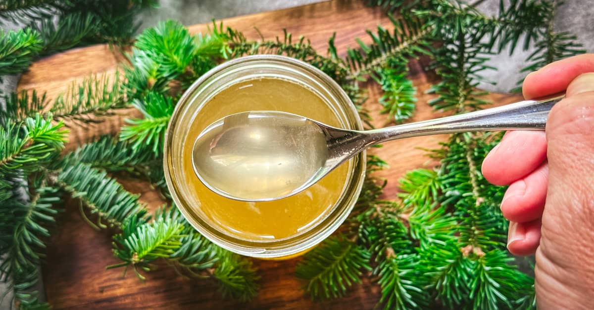 Conifer Tip Syrup: Made with Spruce, Fir, Pine, or Hemlock