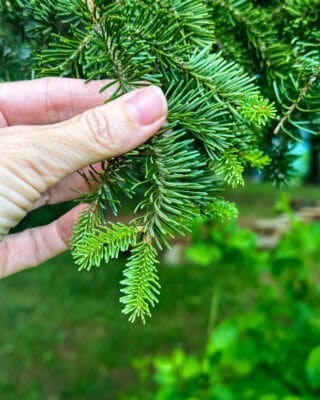 Conifer Tip Syrup: Made with Spruce, Fir, Pine, or Hemlock