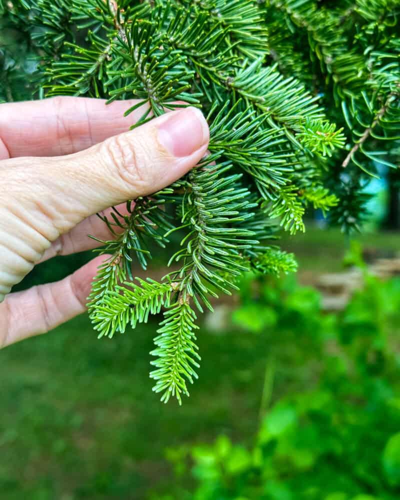 Conifer Tip Syrup: Made with Spruce, Fir, Pine, or Hemlock