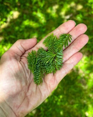 Conifer Tip Syrup: Made with Spruce, Fir, Pine, or Hemlock