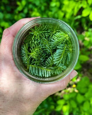 Conifer Tip Syrup: Made with Spruce, Fir, Pine, or Hemlock