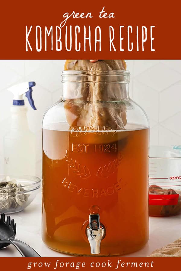 Green Tea Kombucha: Light and Refreshing