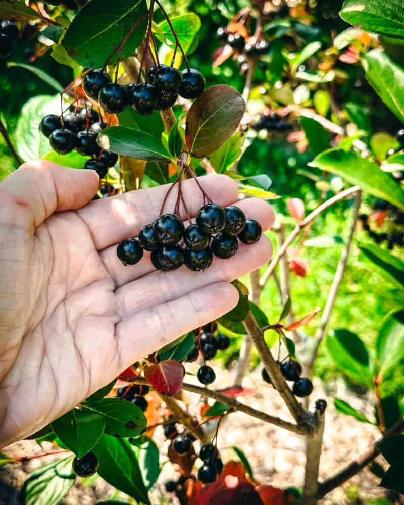 Aronia Berry Oxymel