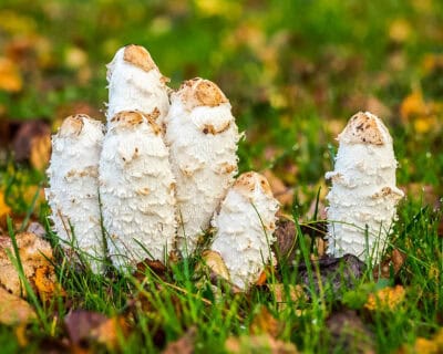 Foraging Shaggy Mane Mushrooms