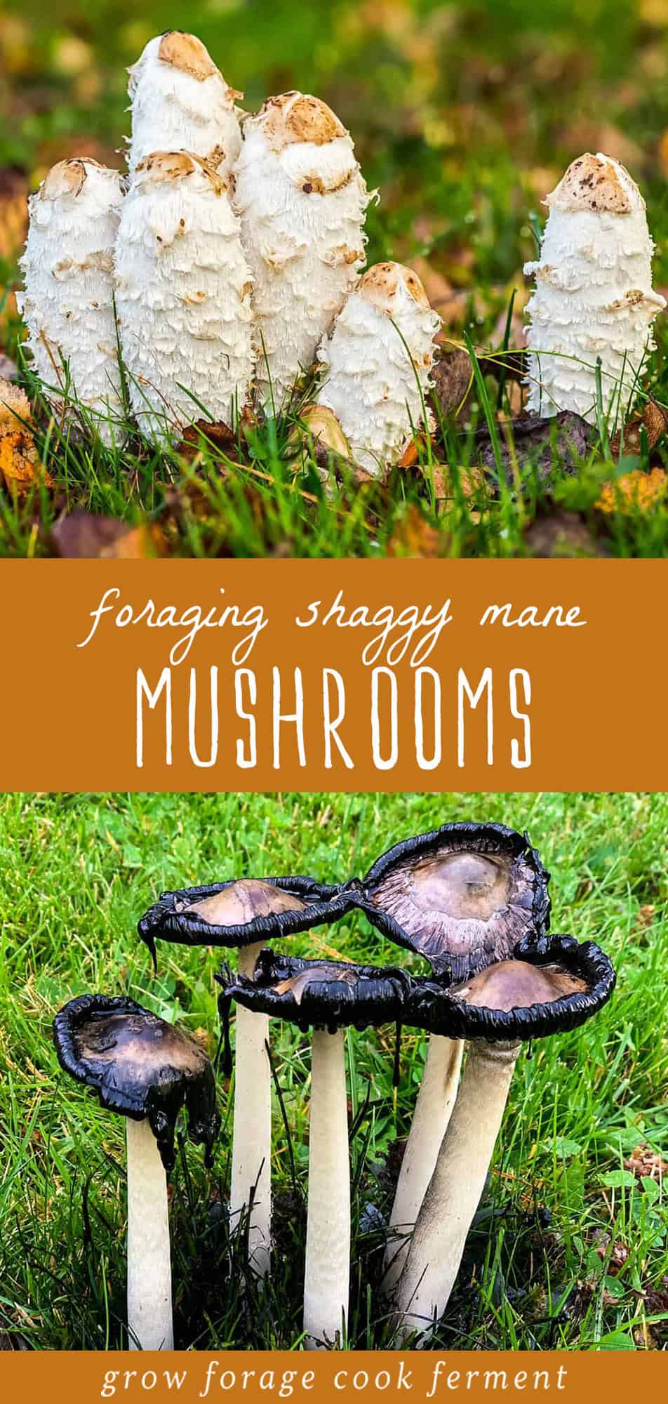 Foraging Shaggy Mane Mushrooms