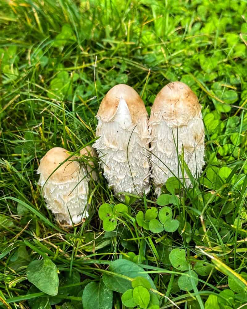 Foraging Shaggy Mane Mushrooms