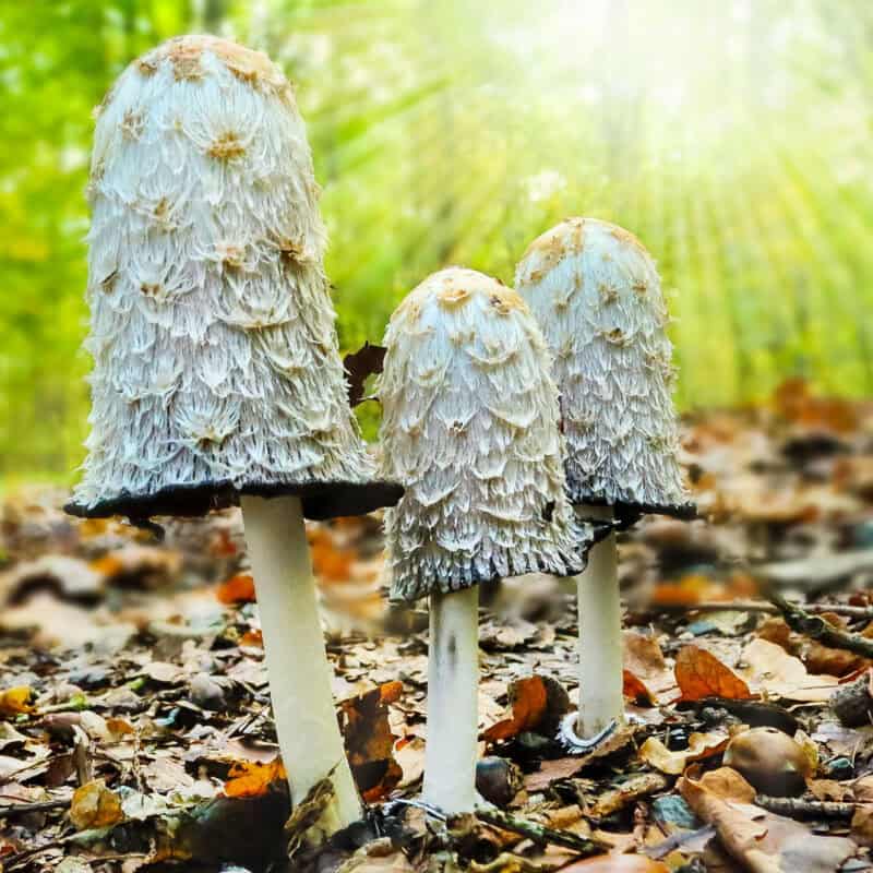 Foraging Shaggy Mane Mushrooms