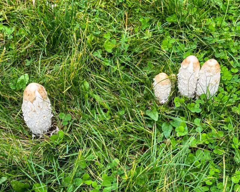 Foraging Shaggy Mane Mushrooms
