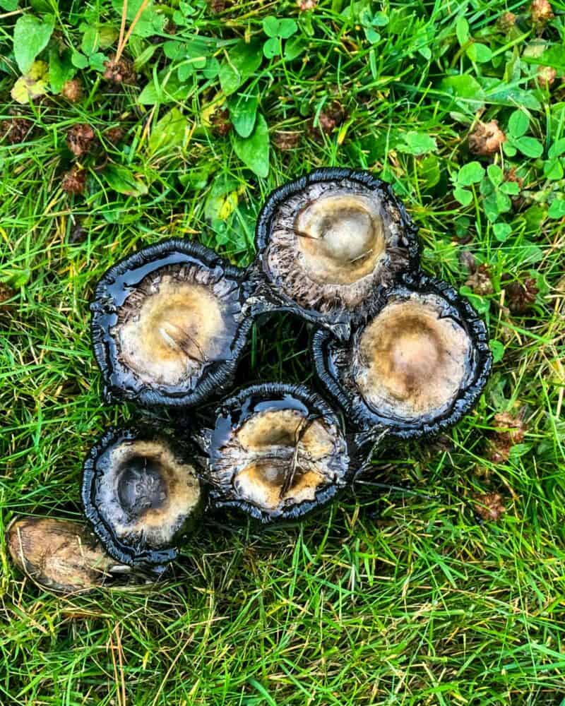 Foraging Shaggy Mane Mushrooms