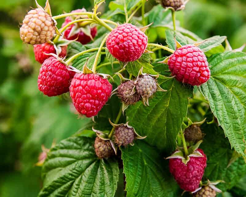 Foraging and Using Wild Raspberries and Their Leaves